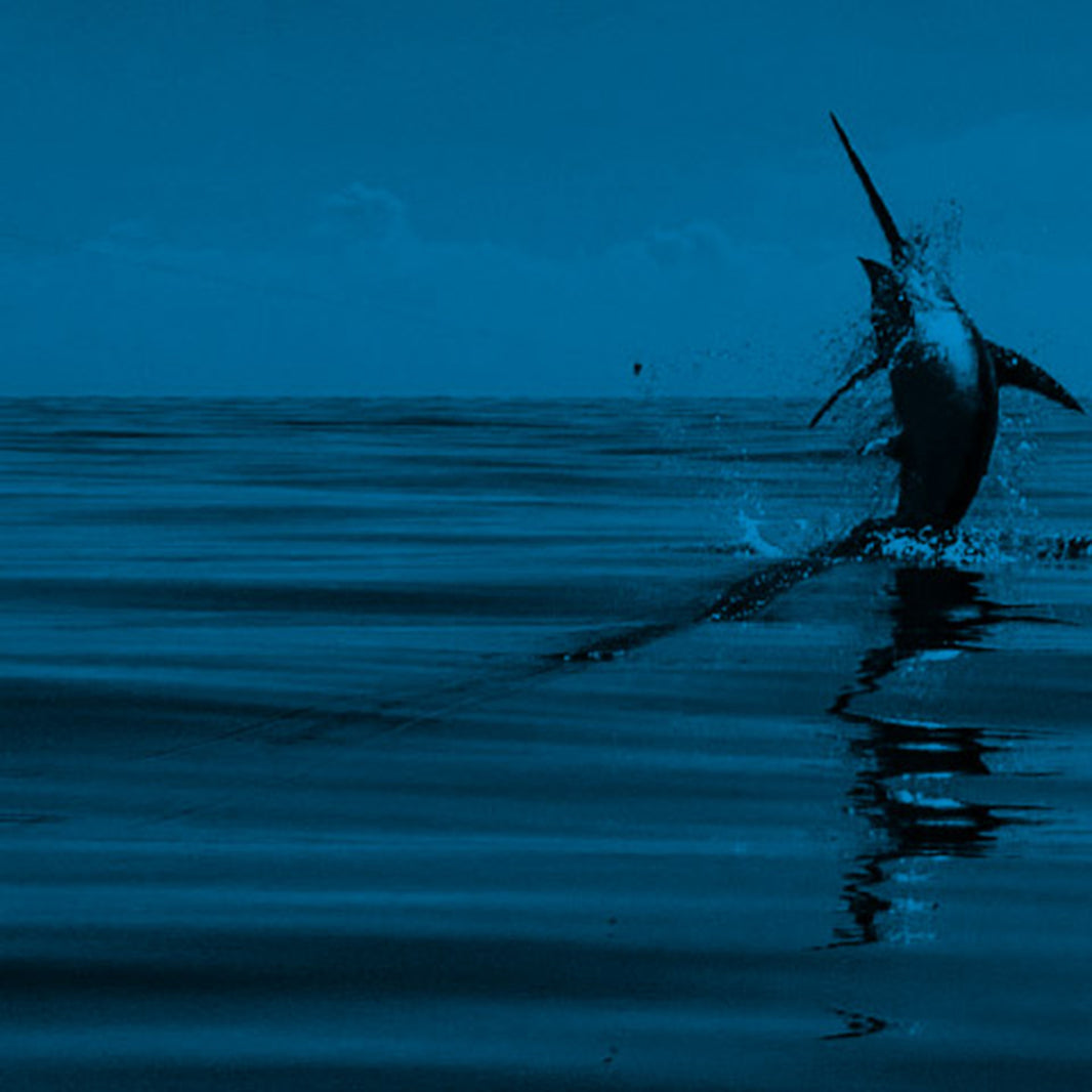 Swordfish Camp
